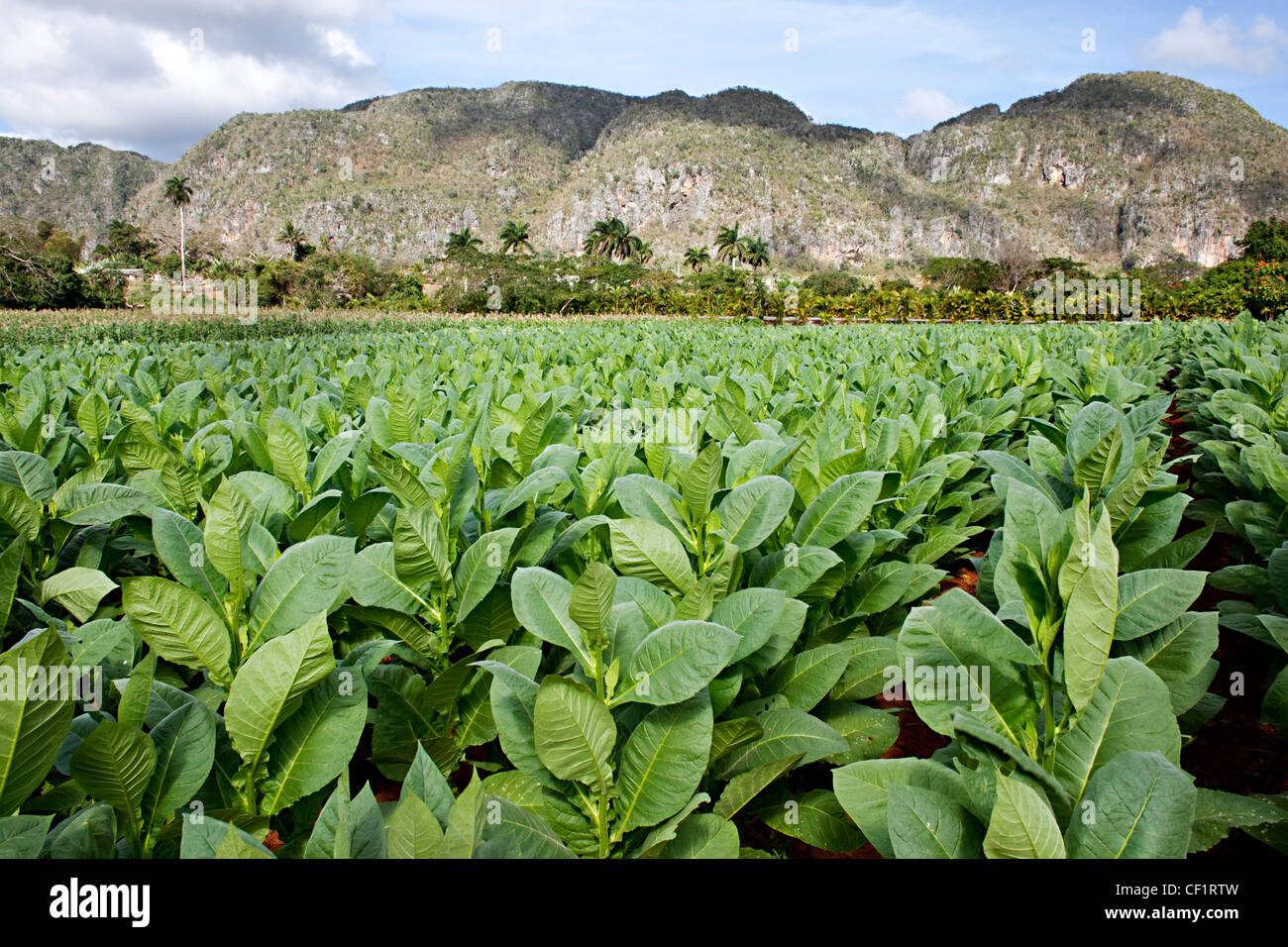 Pinar del rio cuba hi-res stock photography and images - Alamy