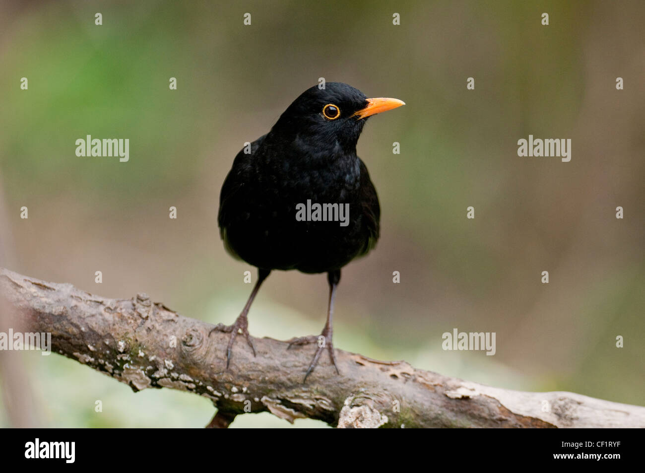 Blackbird “Turdus marula” Songbird Garden Bird Black “Yellow-Beak ...