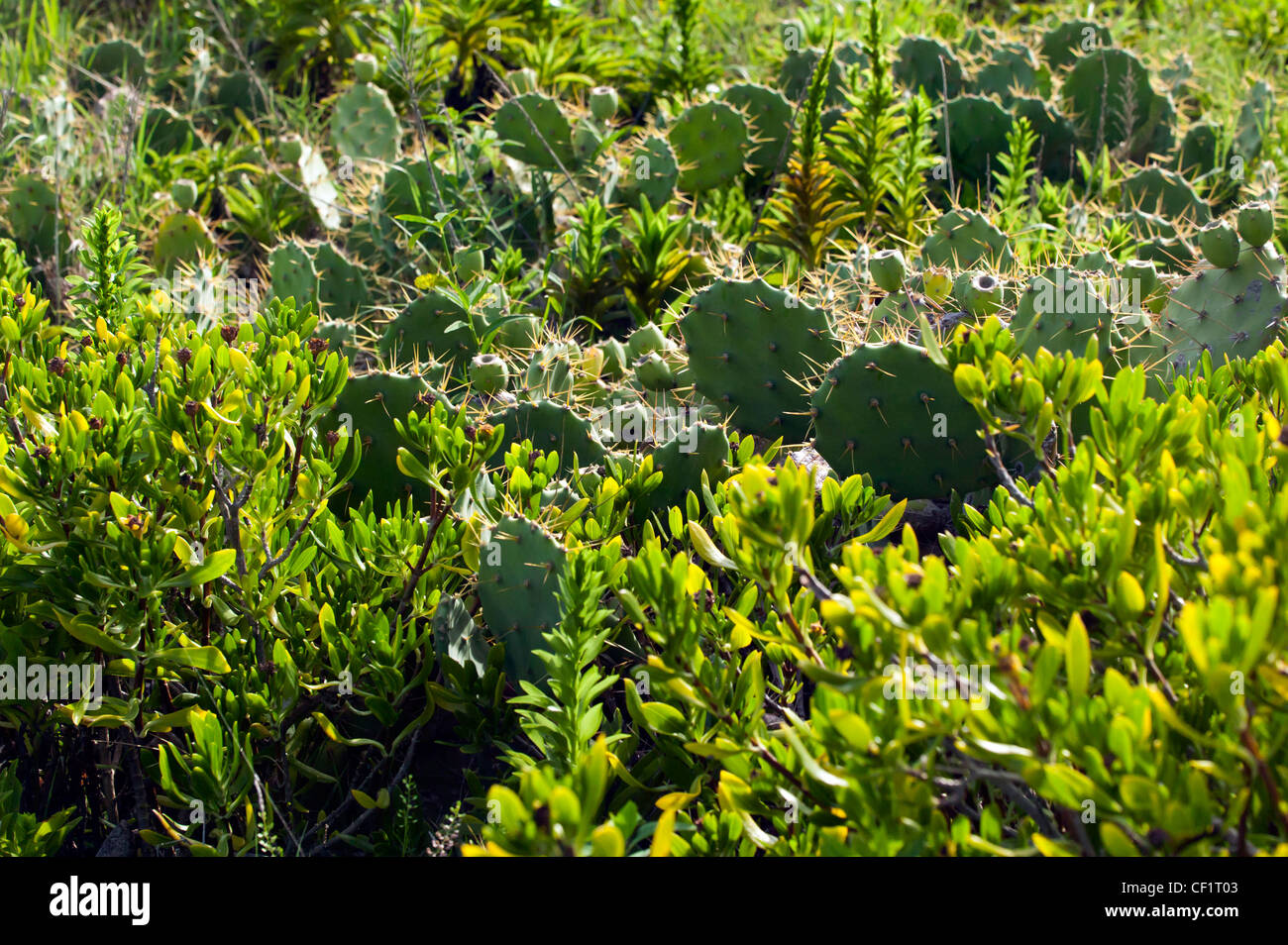 Close-up showing the typical coastal flora of Bermuda Stock Photo - Alamy