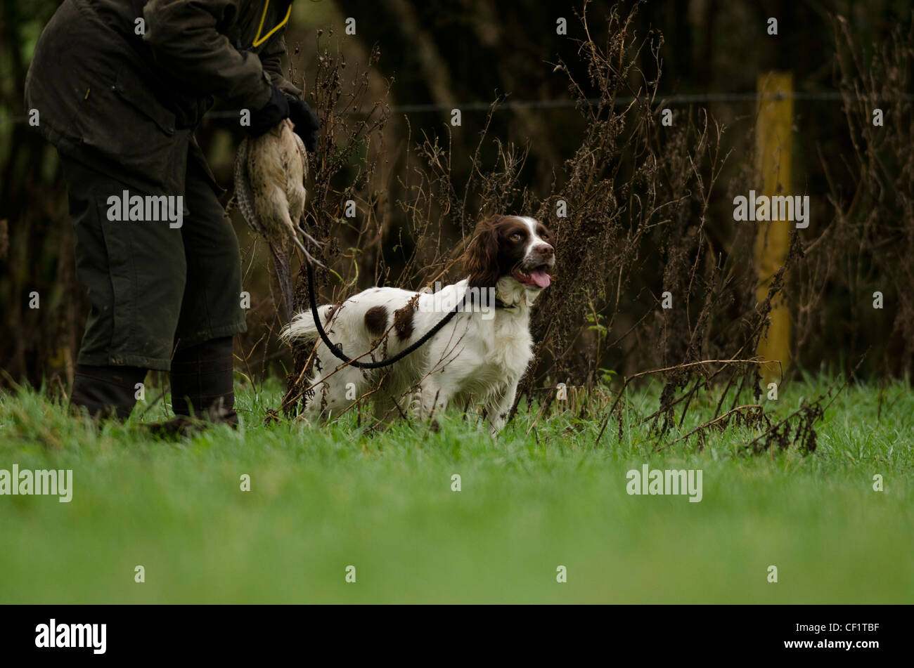Dog collecting pheasant hi-res stock photography and images - Alamy