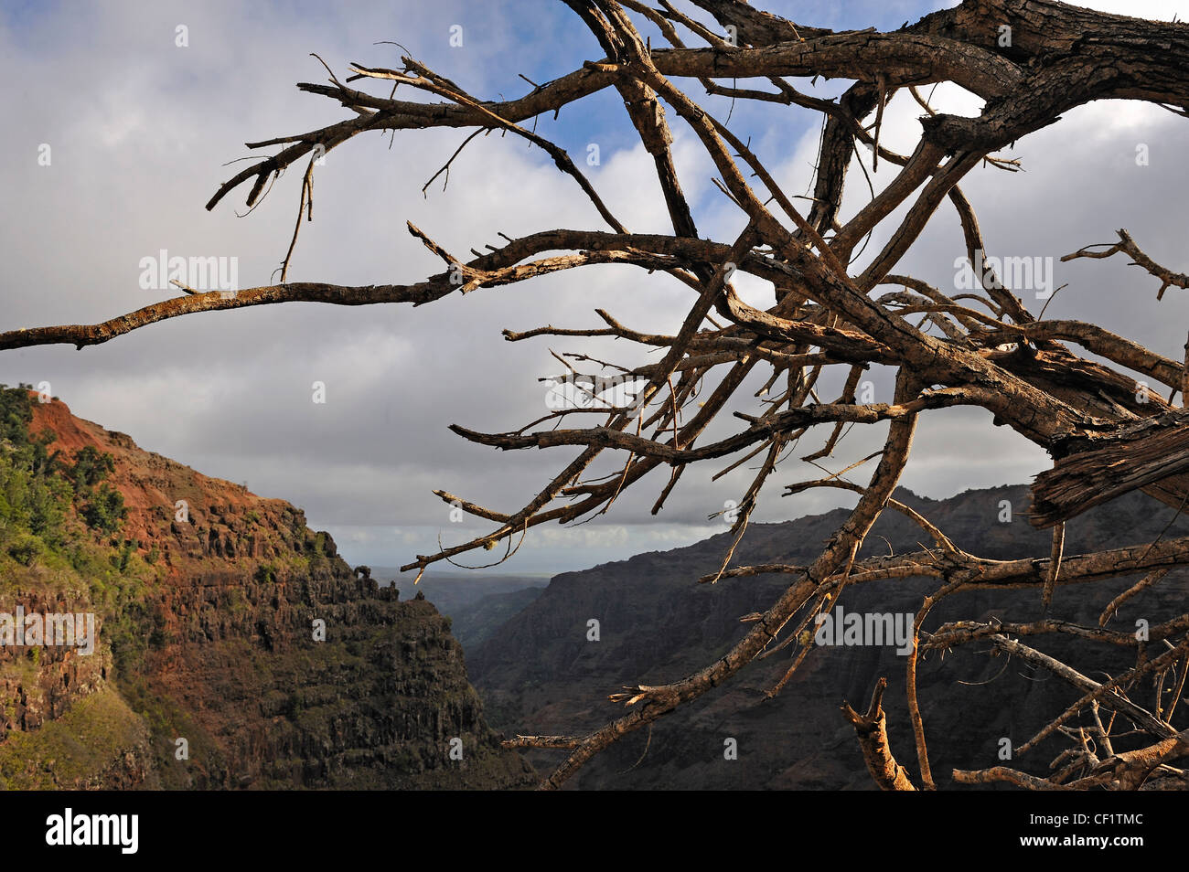 Dead tree and Waimea canyon, Kauai Island, Hawaii Islands, Usa Stock ...