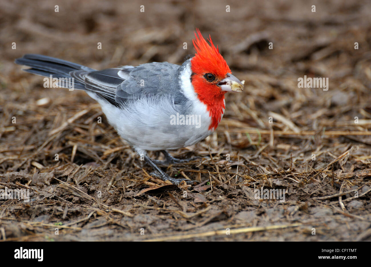 Red-Crested Cardinal (Paroaria coronata), Waimea Canyon, Kauai Island ...