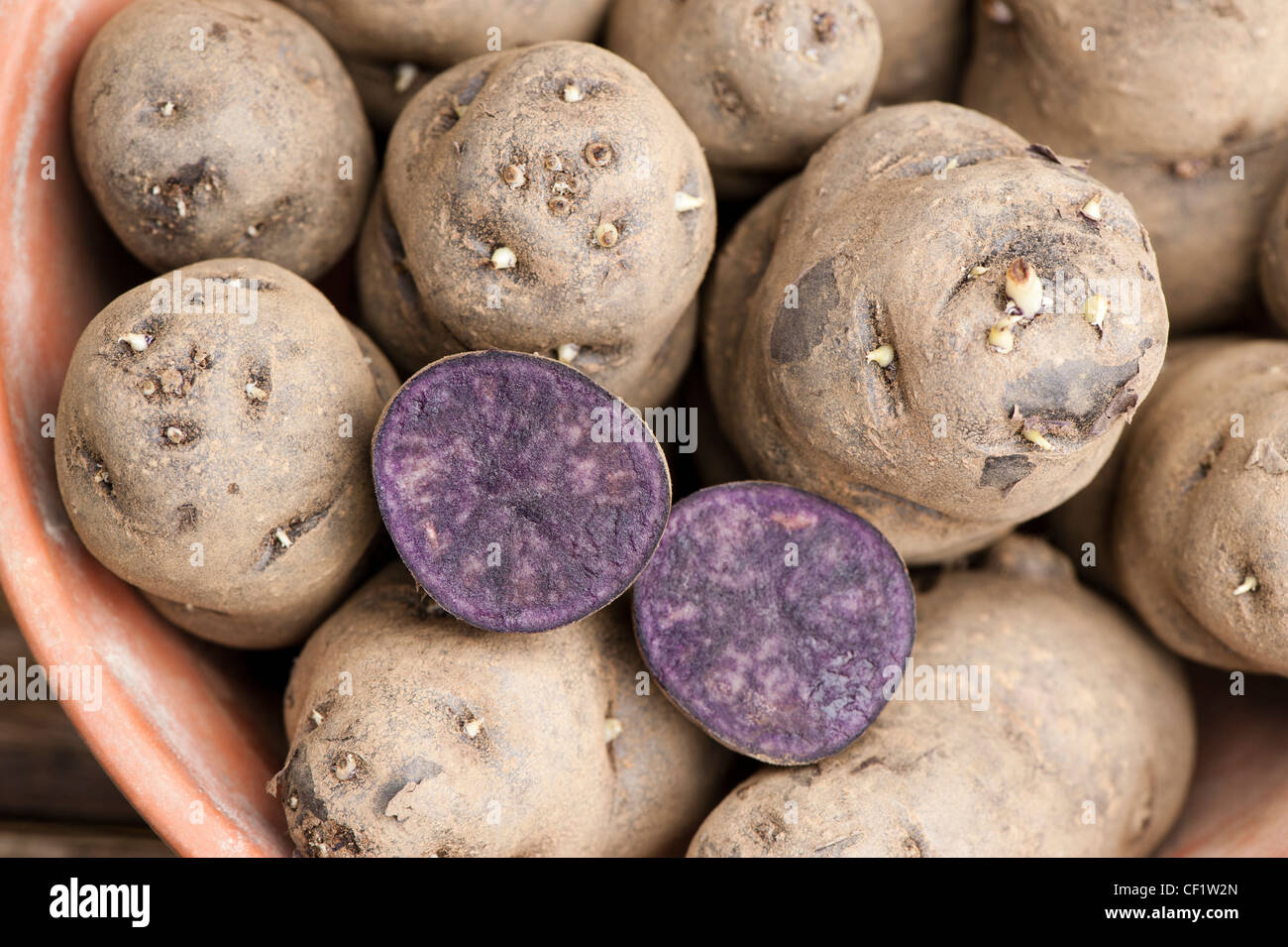 Vitelotte hi-res stock photography and images - Alamy