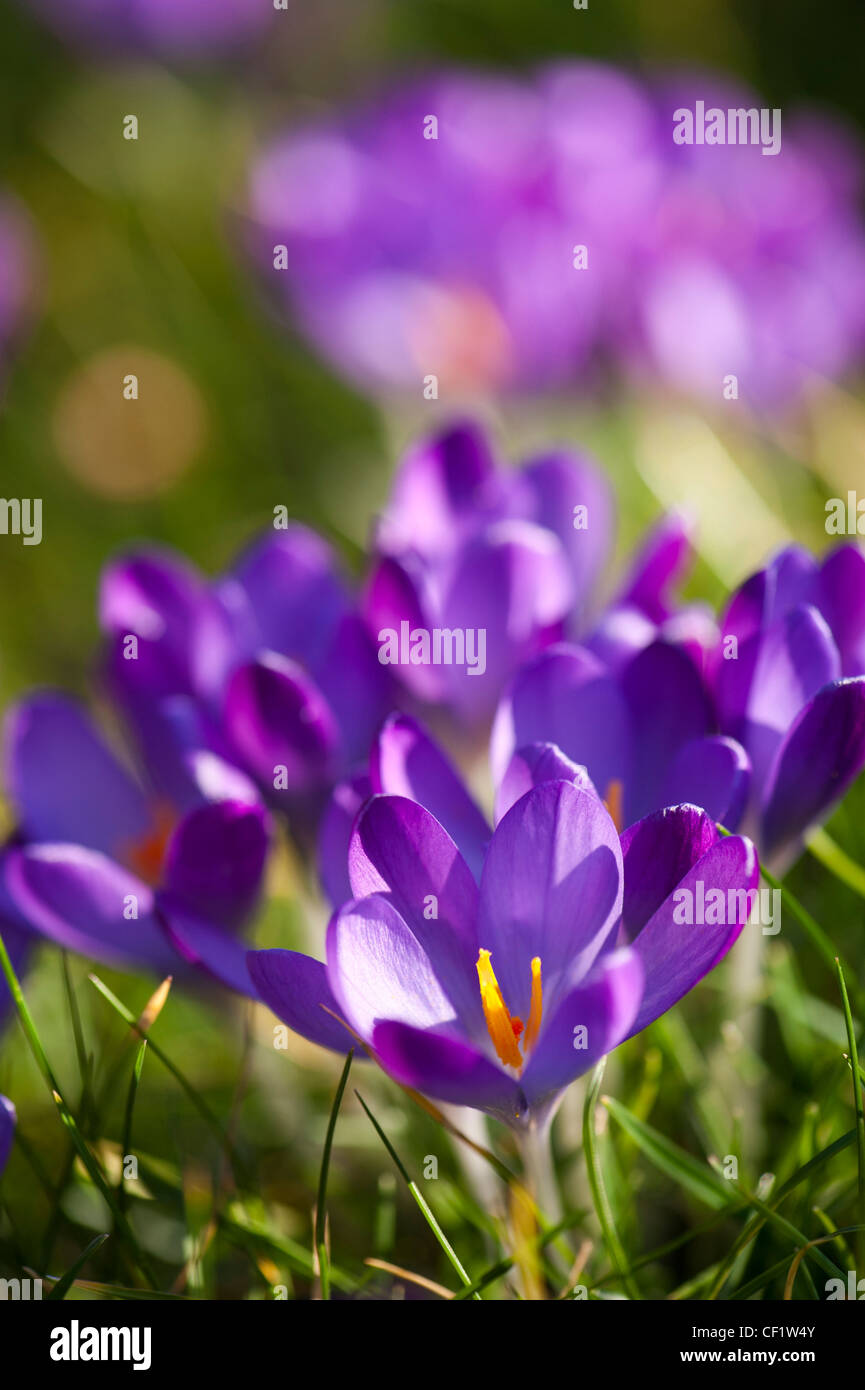 Crocus tommasinianus 'Ruby Giant' growing in a garden lawn Stock Photo ...