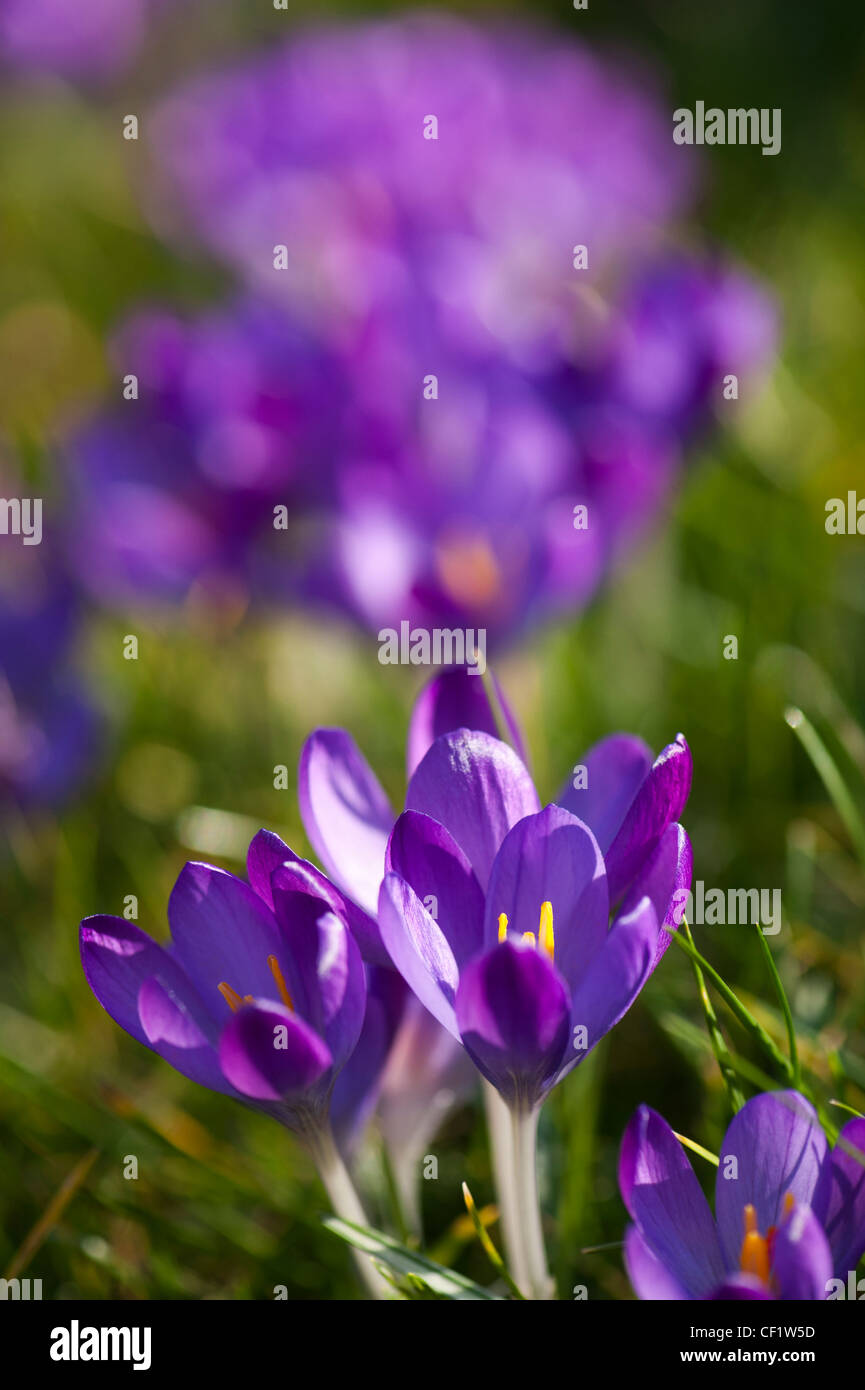 Closeup purple giant crocuses hi-res stock photography and images - Alamy