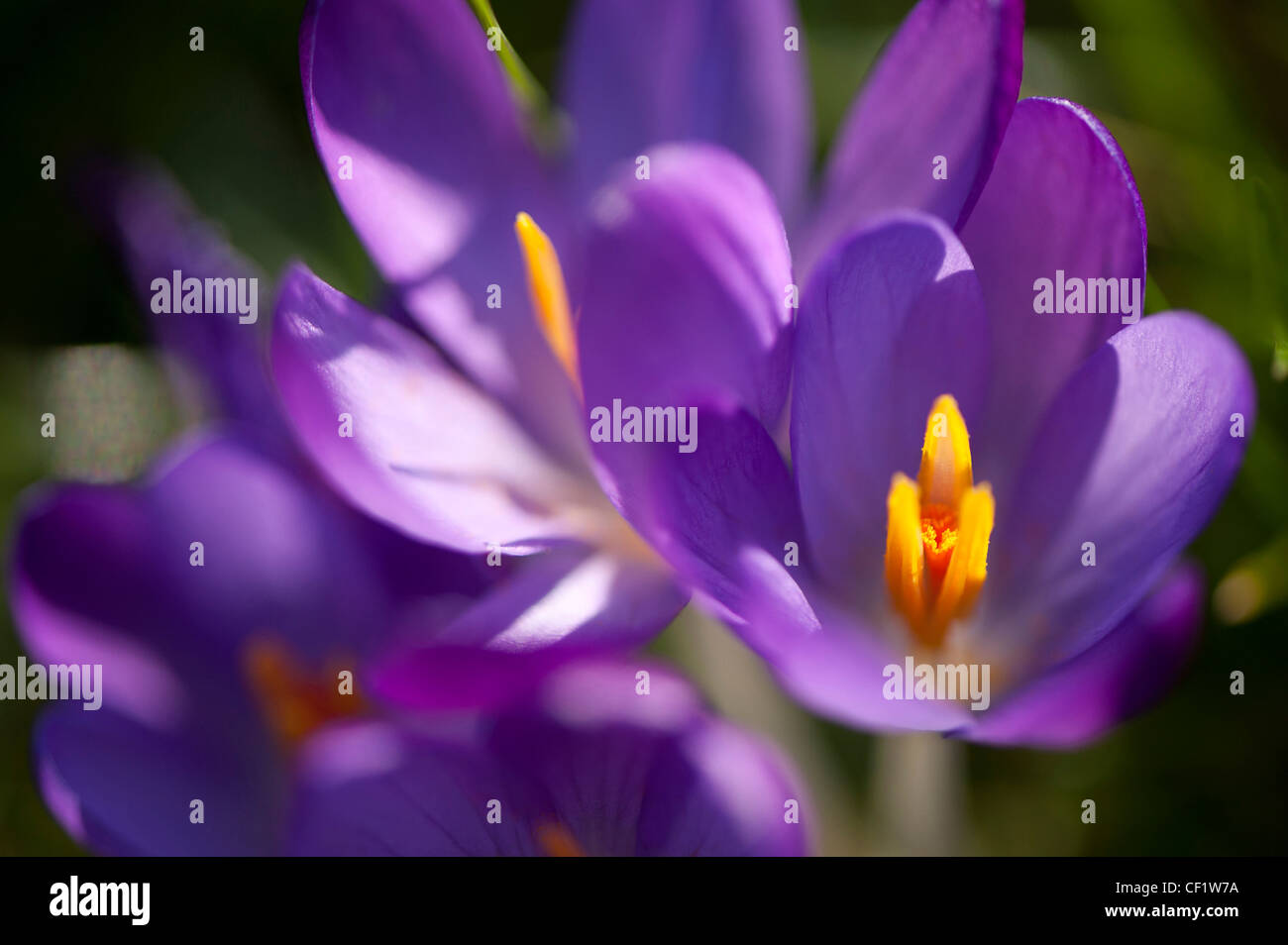 Crocus tommasinianus 'Ruby Giant' Stock Photo - Alamy