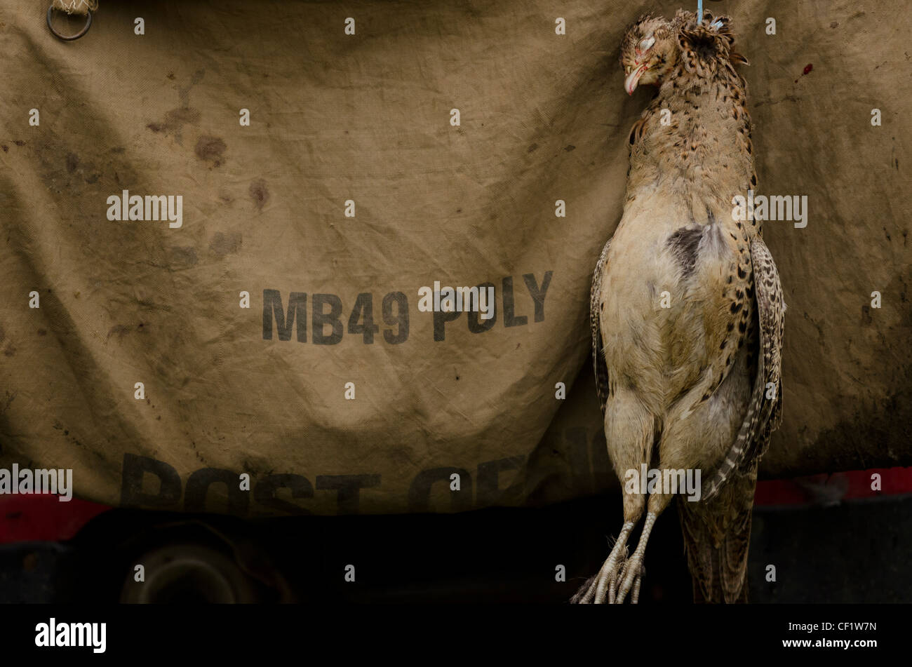 Pheasant braces hanging in a wooden crate after a shoot in Dorset Stock ...