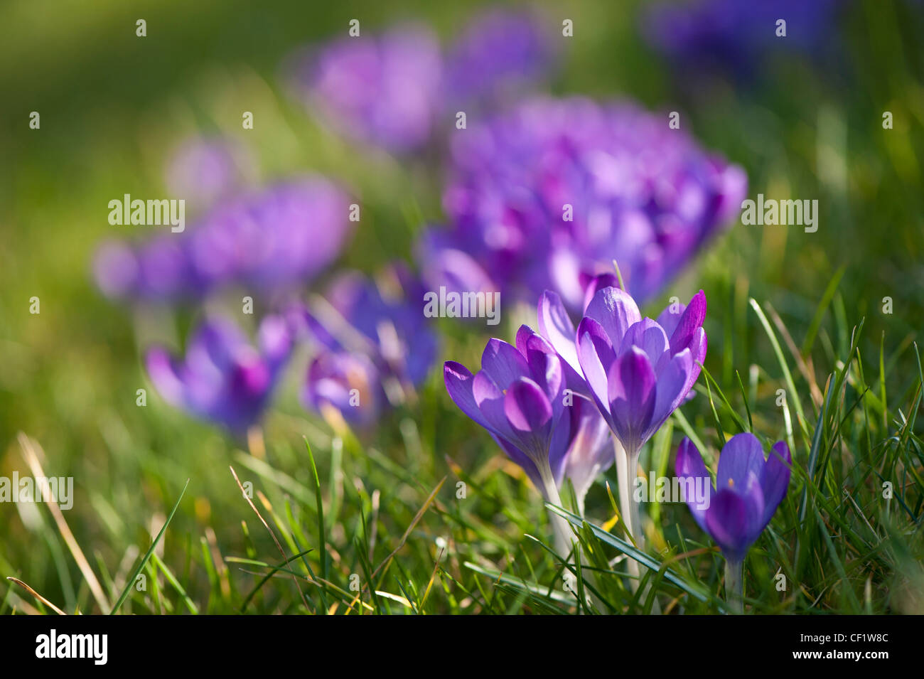 Crocus tommasinianus 'Ruby Giant' growing in a garden lawn Stock Photo ...