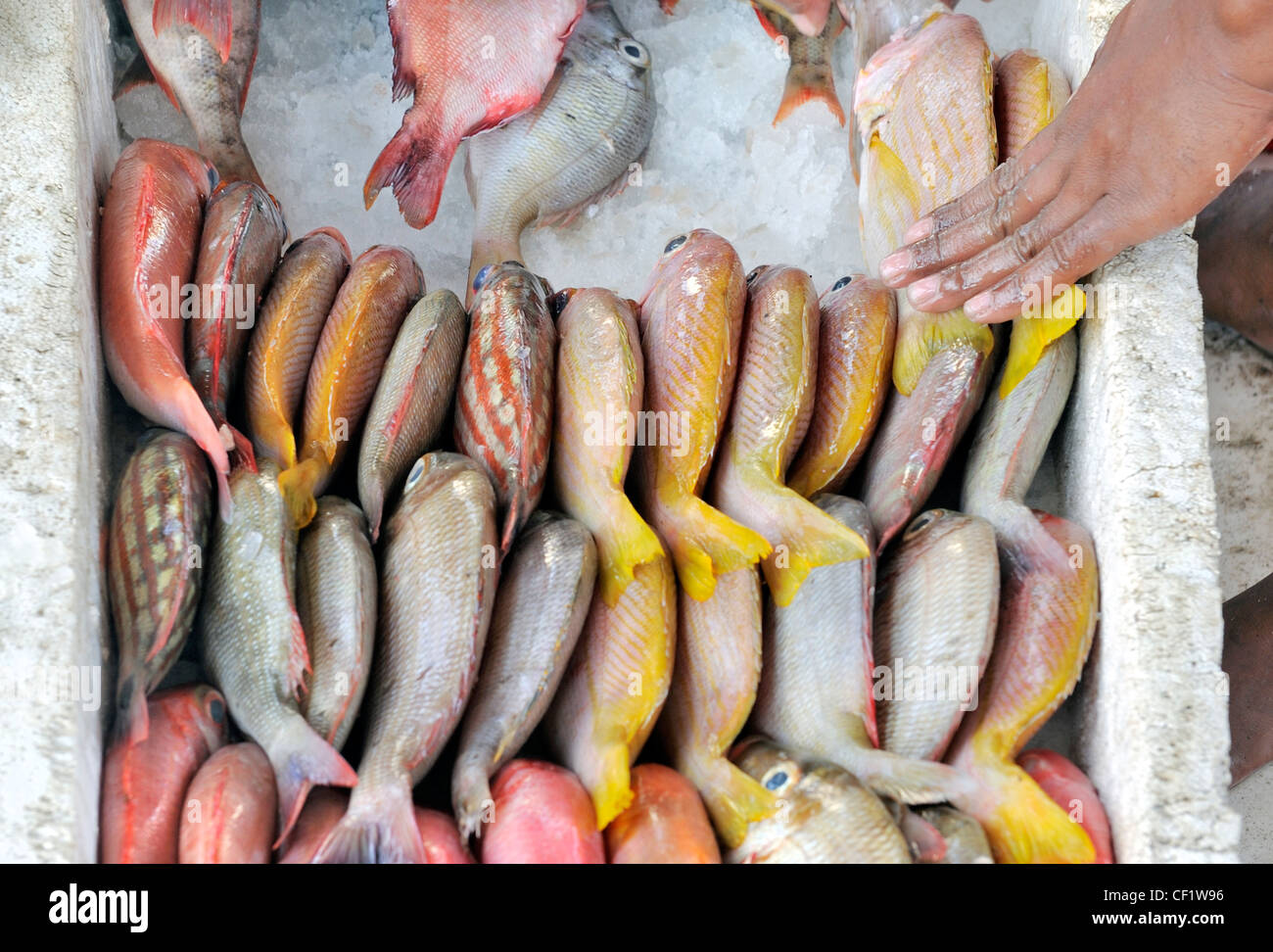 Shipment of fish hi-res stock photography and images - Alamy