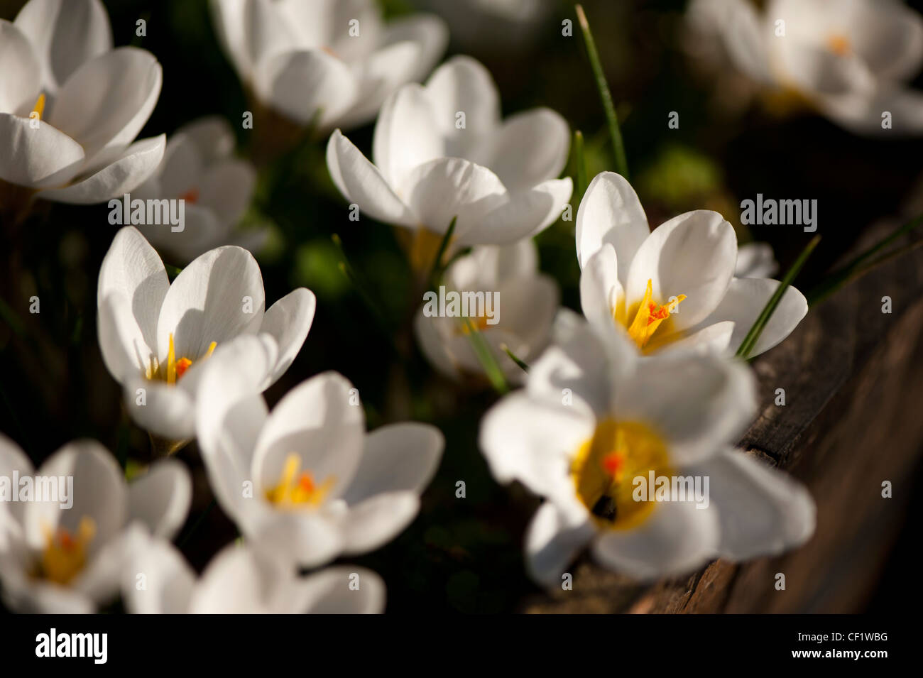 White Crocuses in bloom Stock Photo - Alamy