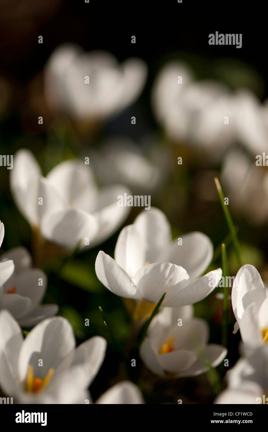 White Crocuses in bloom Stock Photo - Alamy