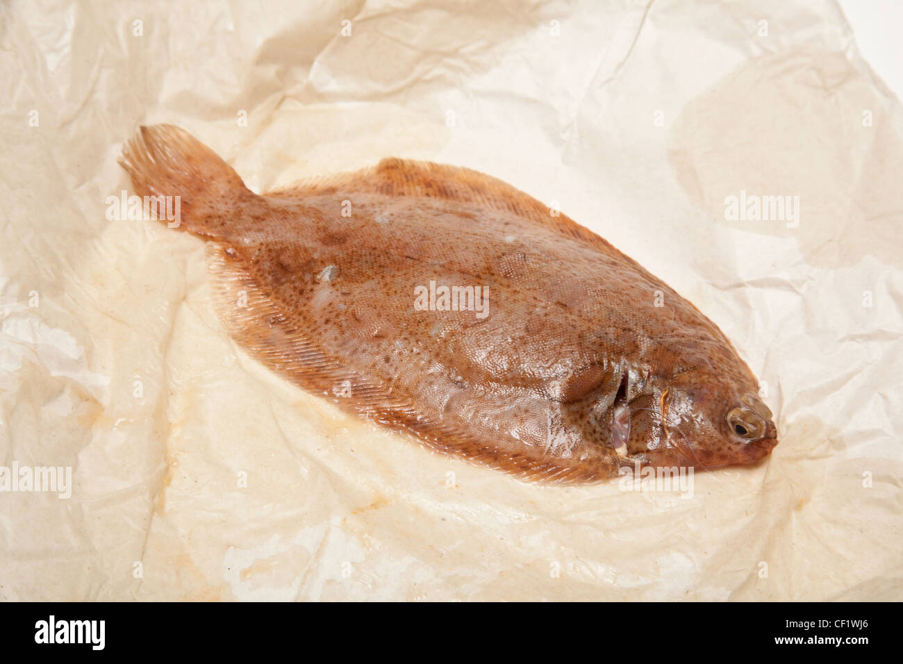 Lemon sole fish Stock Photo - Alamy