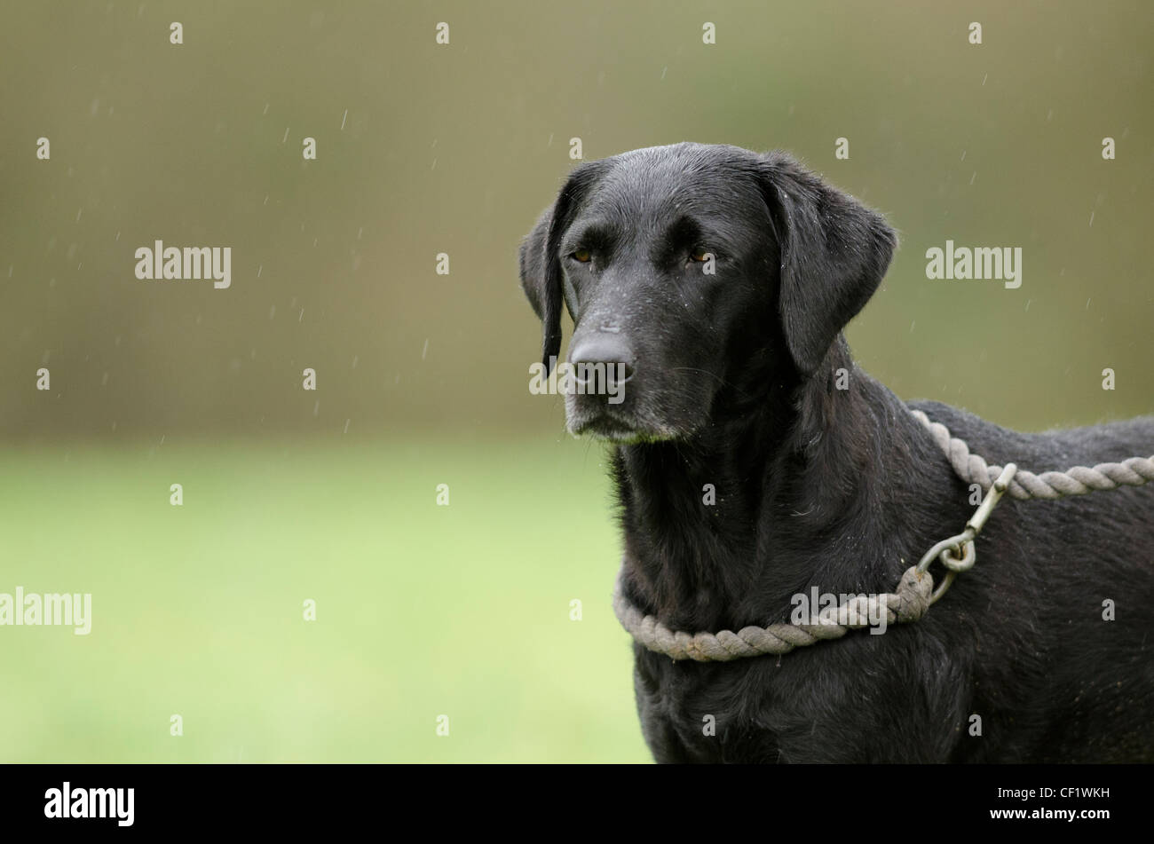 Awaiting instructions hi-res stock photography and images - Alamy