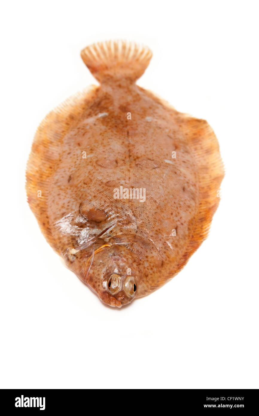 Lemon sole fish isolated on a white studio background Stock Photo - Alamy
