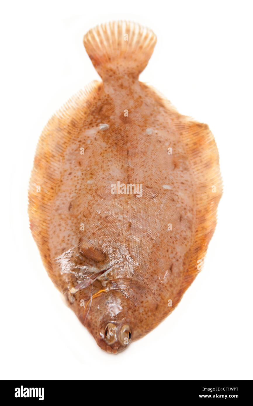 Lemon sole fish isolated on a white studio background Stock Photo - Alamy