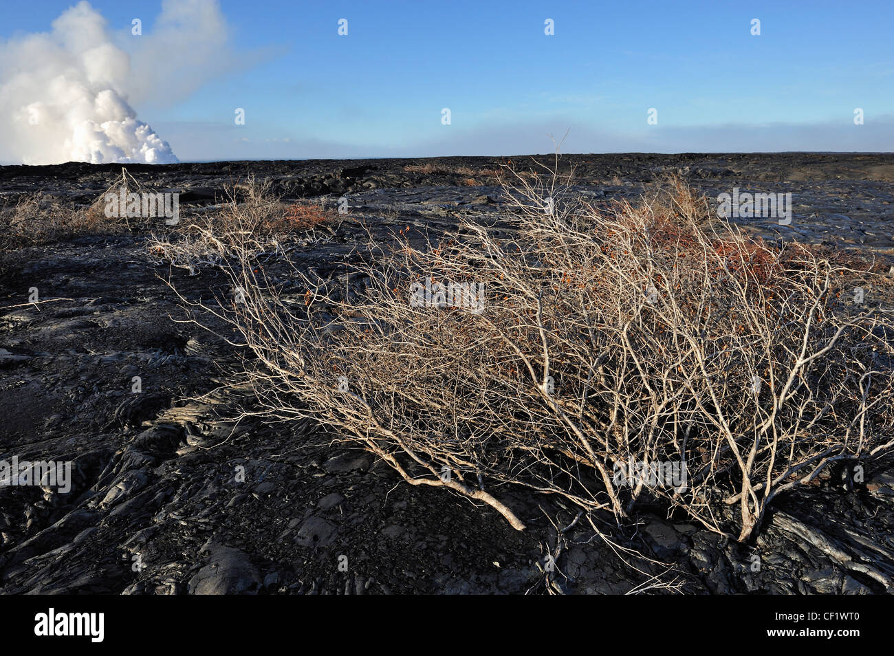 Dead branches on cooled pahoehoe lava, Kilauea Volcano, Big Island ...