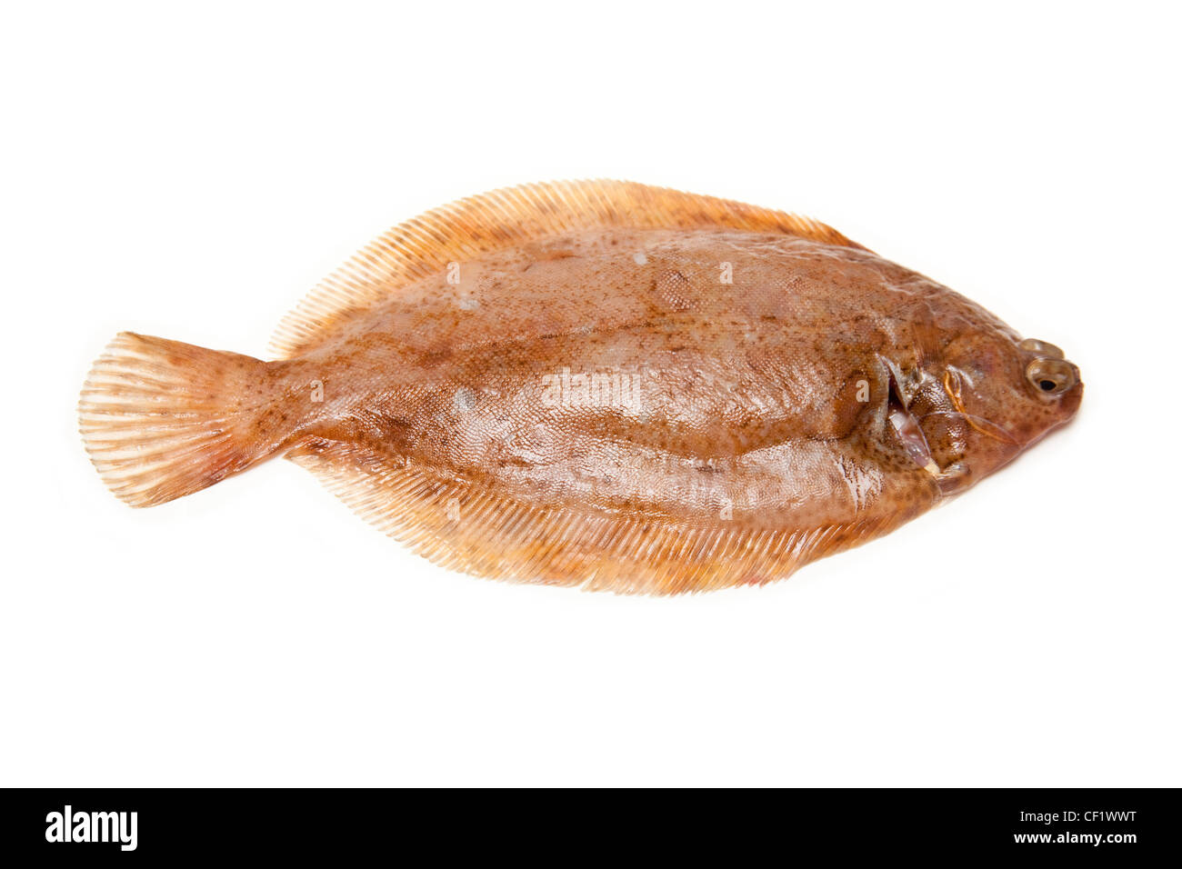 Lemon sole fish isolated on a white studio background Stock Photo - Alamy