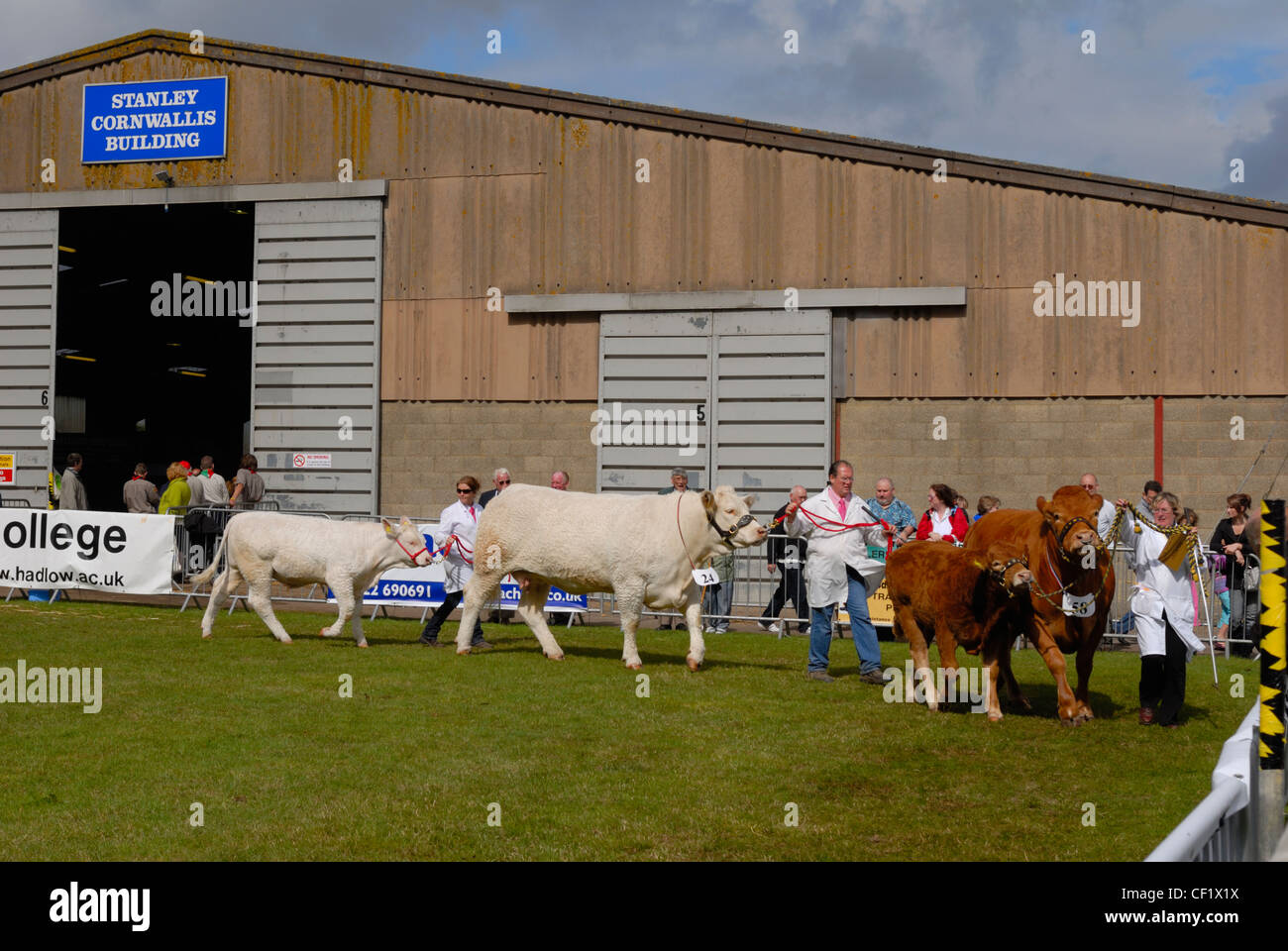 Harnessed cattle hi-res stock photography and images - Alamy