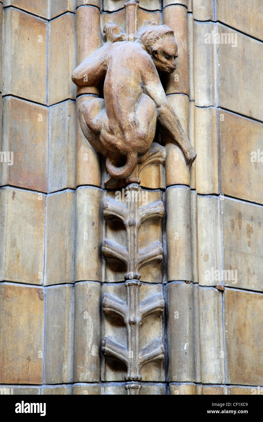 A carving of a monkey on a wall inside the Natural History Museum in ...