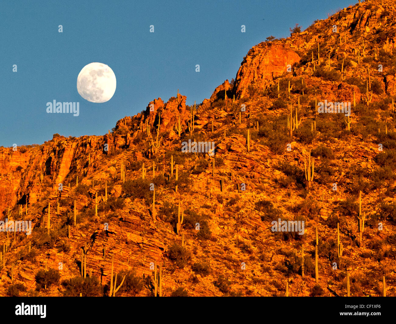 Moon rise over cactus hi-res stock photography and images - Alamy