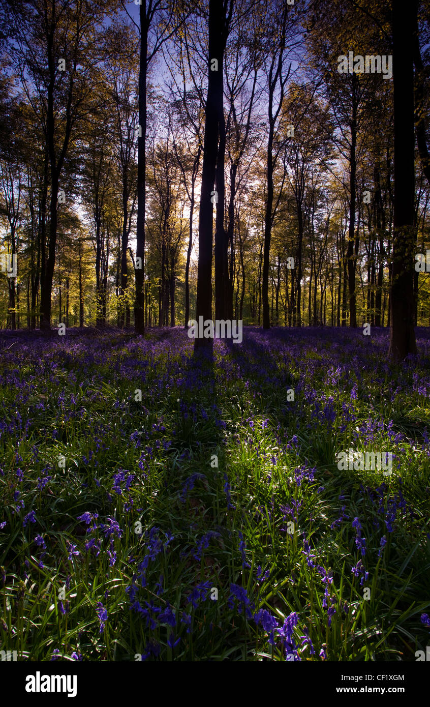 Bluebells in ancient woodland captured early Spring morning in ...