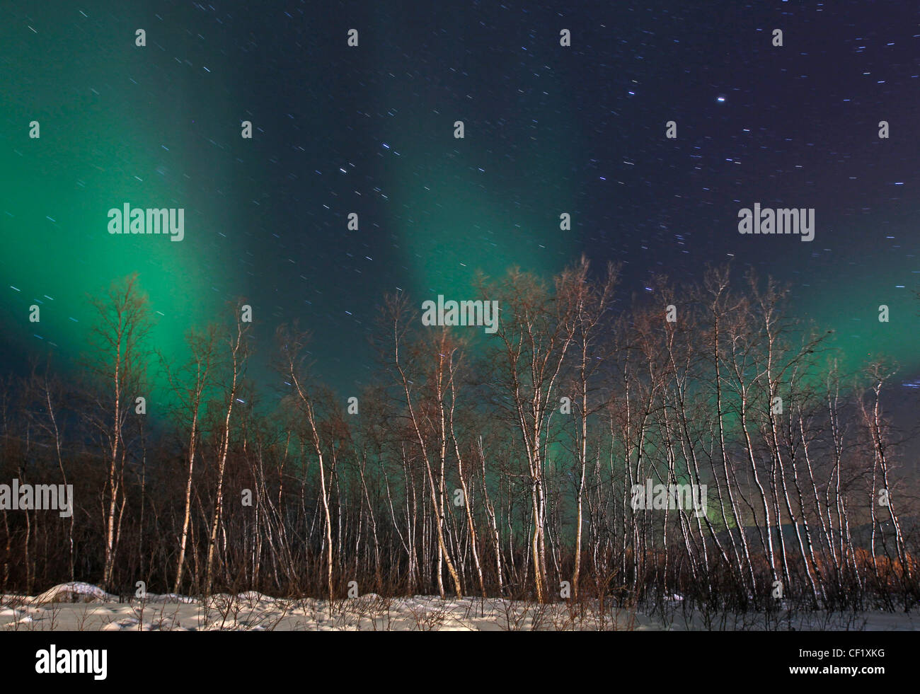 Northern lights over trees hi-res stock photography and images - Alamy
