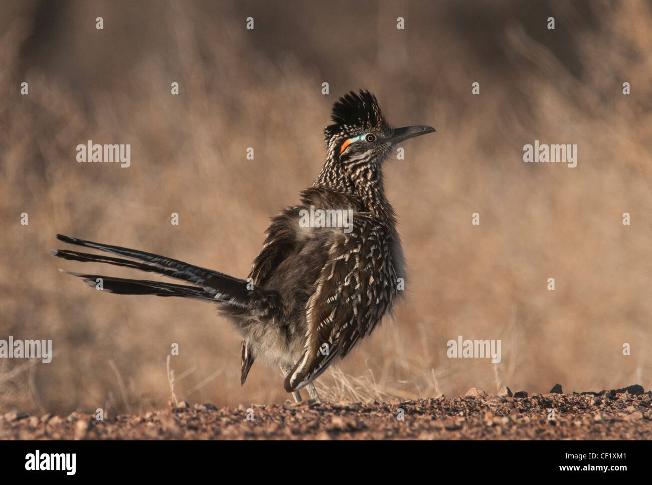 Ground dwelling bird hi-res stock photography and images - Alamy