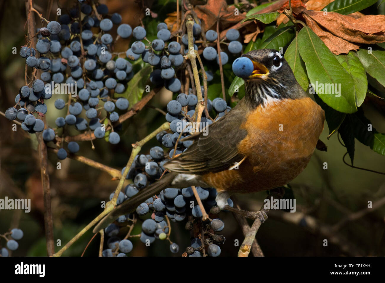 California Wild Grapes Growing