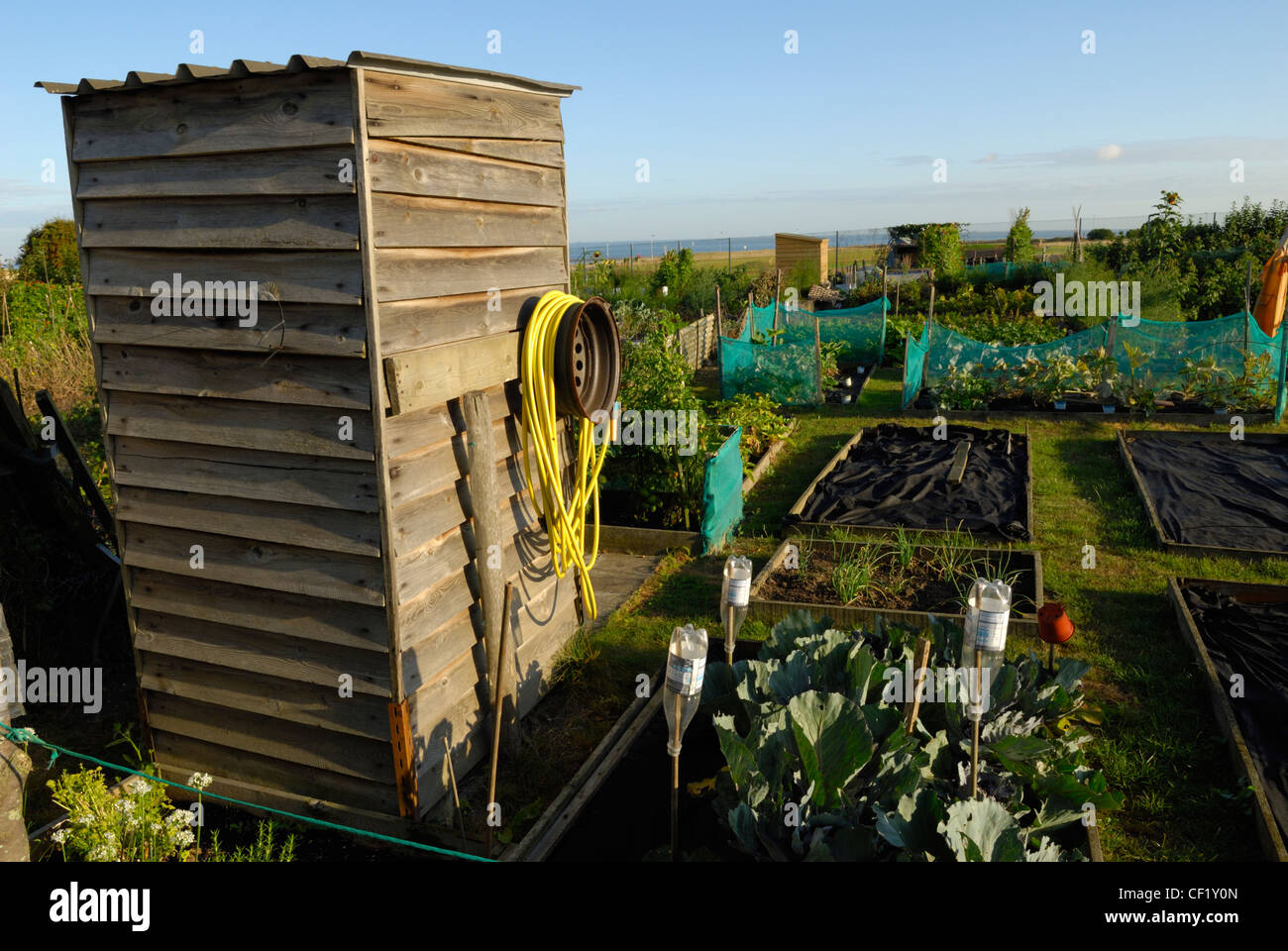 Vegetables growing on a series of allotment gardens Stock Photo - Alamy