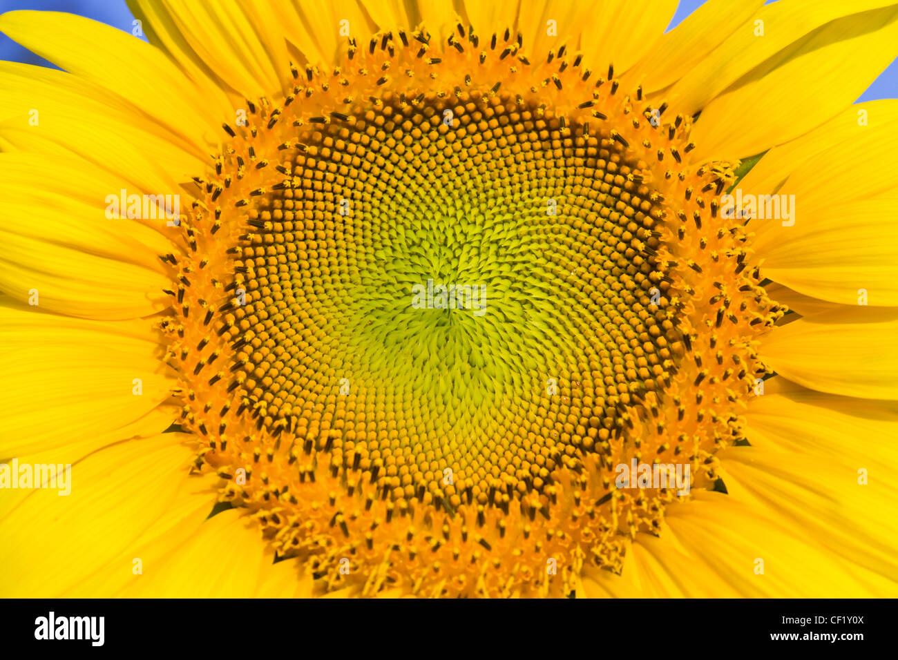 Closeup of Sunflower image background Stock Photo - Alamy
