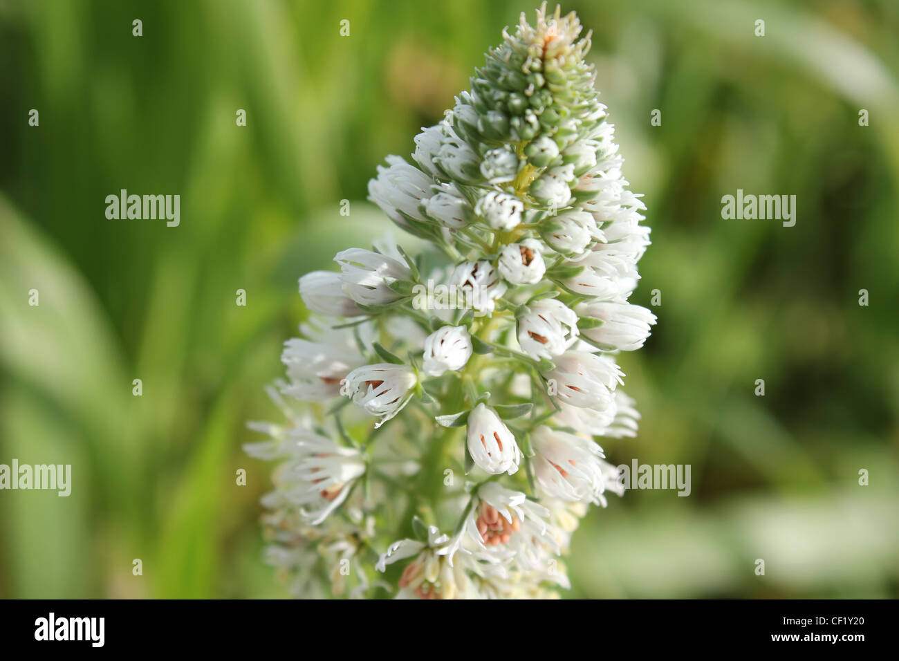 A white long flower Stock Photo - Alamy