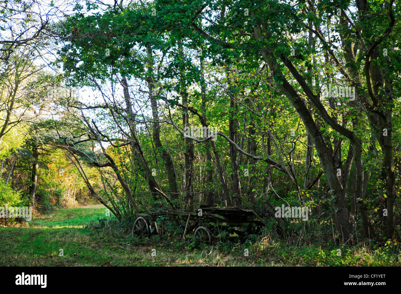 An old farm cart by a footpath in Foxley Wood National Nature Reserve ...