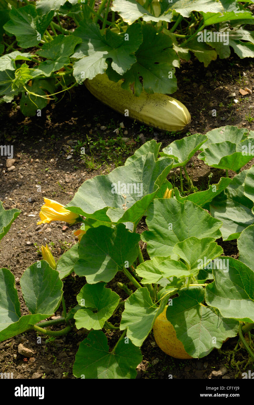 Marrows growing on allotment Stock Photo - Alamy