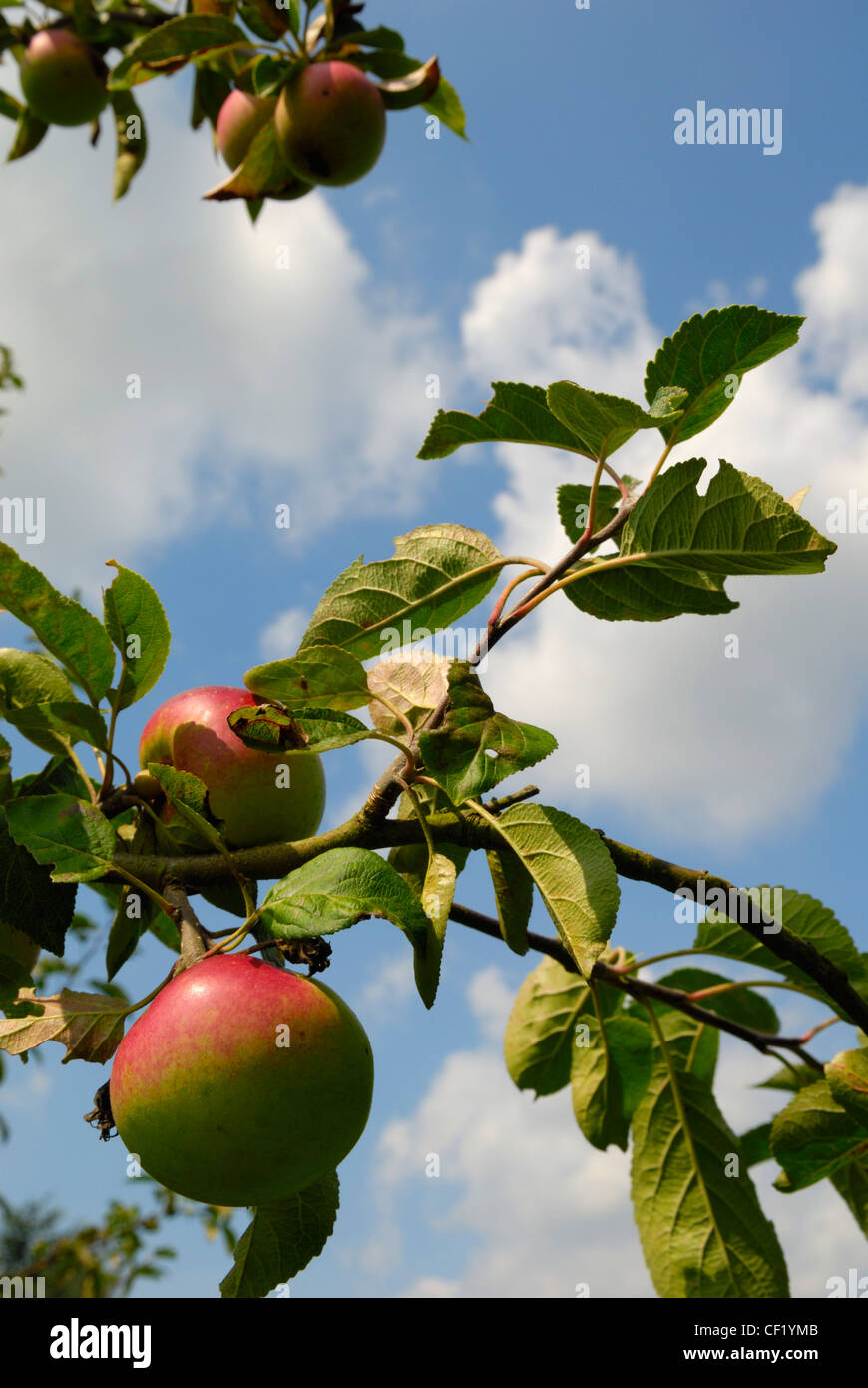 British garden apples hi-res stock photography and images - Alamy