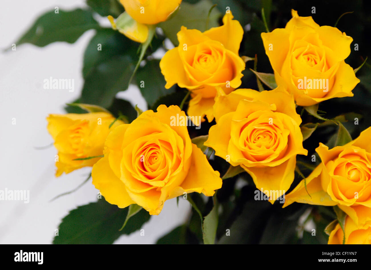 Close up of bunch of bright yellow roses with green leaves against ...