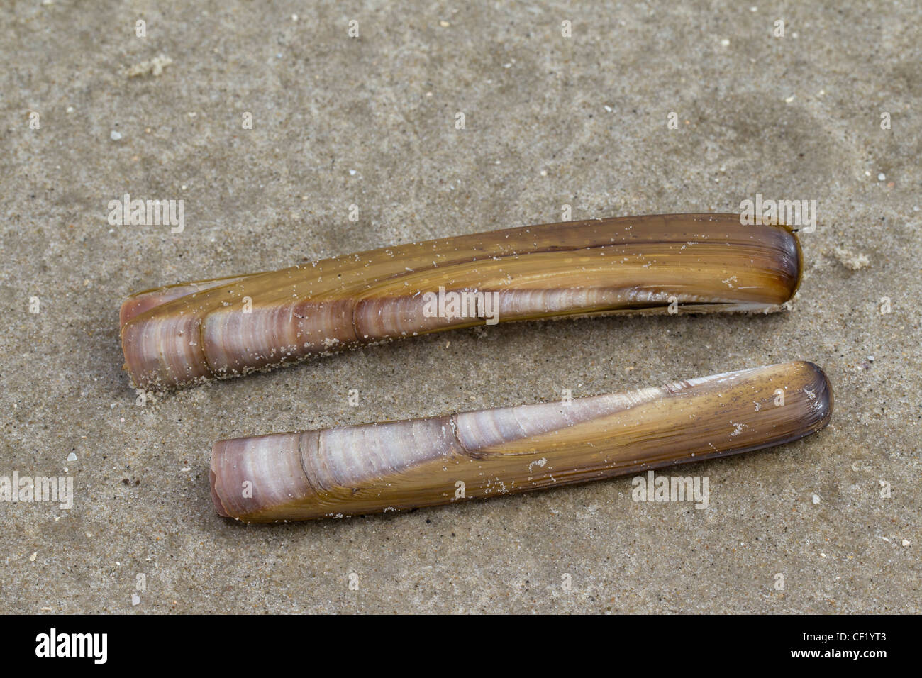 Jackknife clams hi-res stock photography and images - Alamy