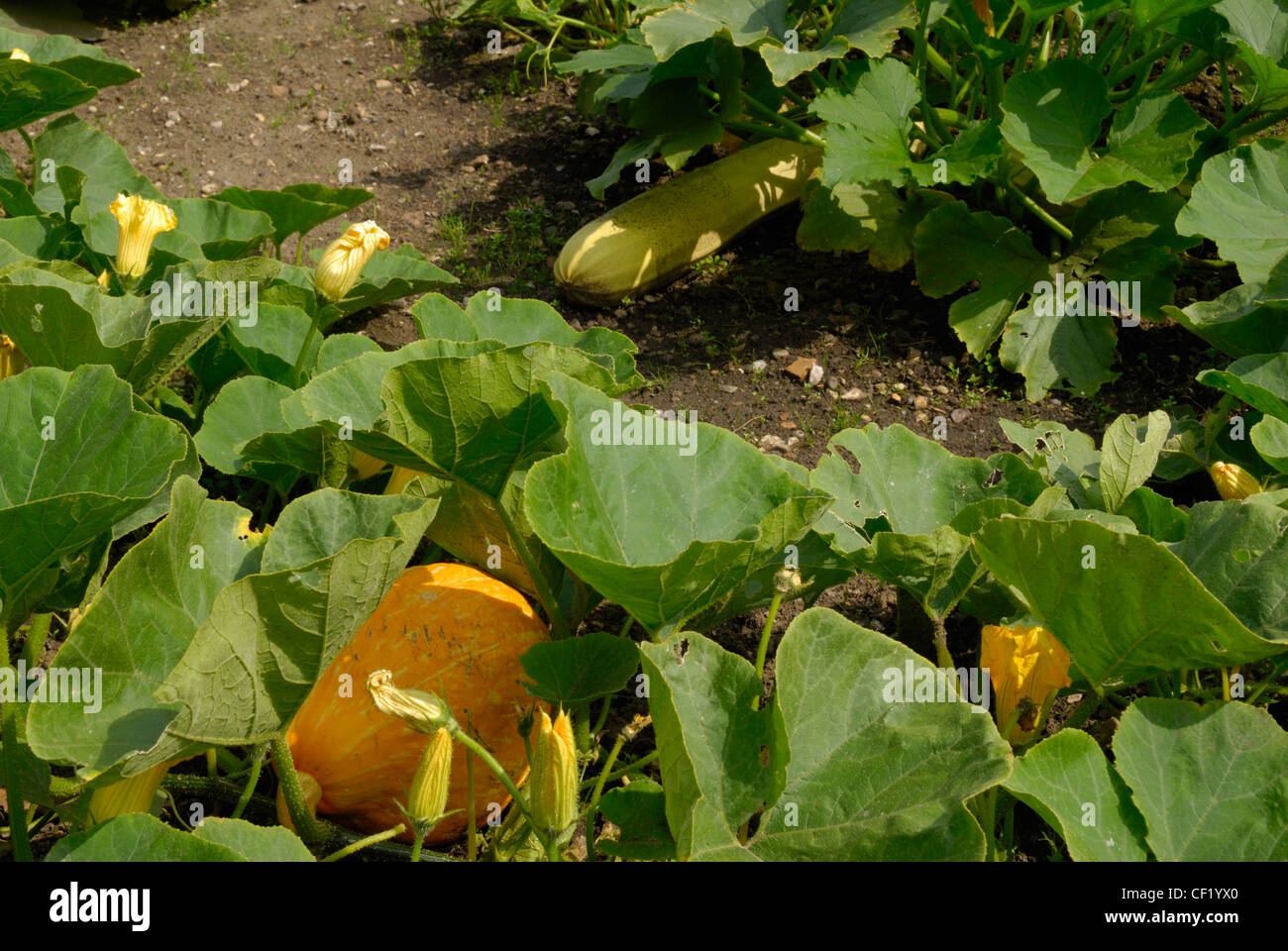 Marrows growing on allotment Stock Photo - Alamy