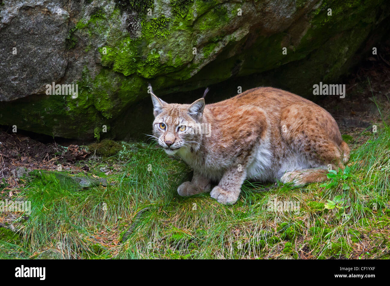 Eurasian lynx (Lynx lynx) lying under rock, Sweden Stock Photo - Alamy