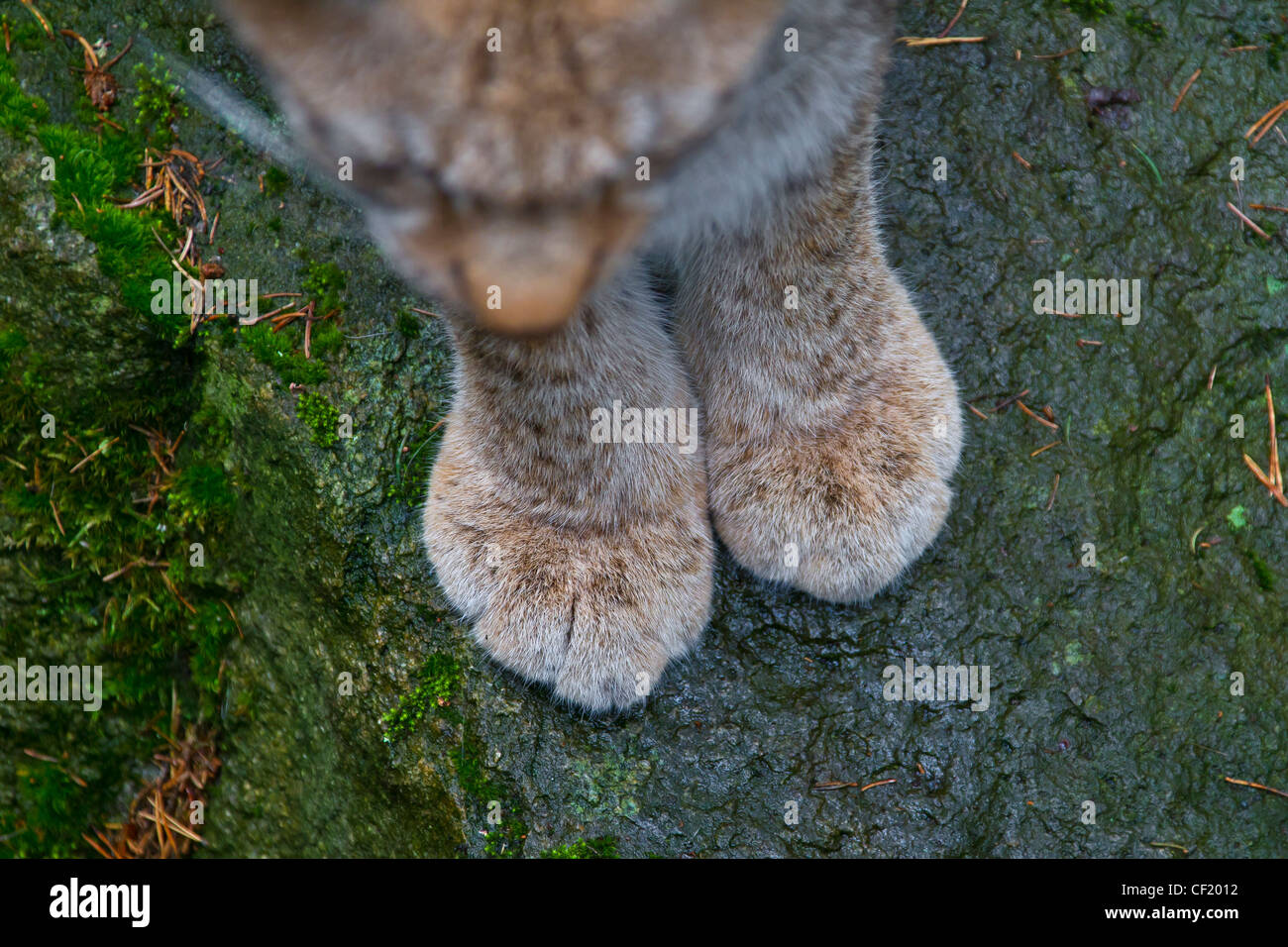 Cats Foot High Resolution Stock Photography and Images - Alamy