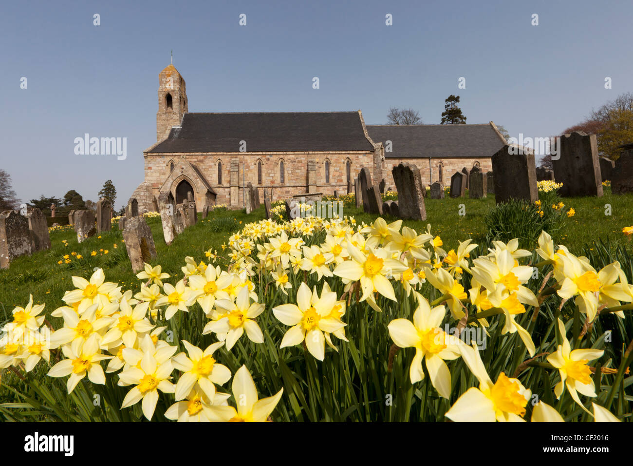 Yellow Daffodils In A Cemetery Beside A Church; Ford Northumberland ...