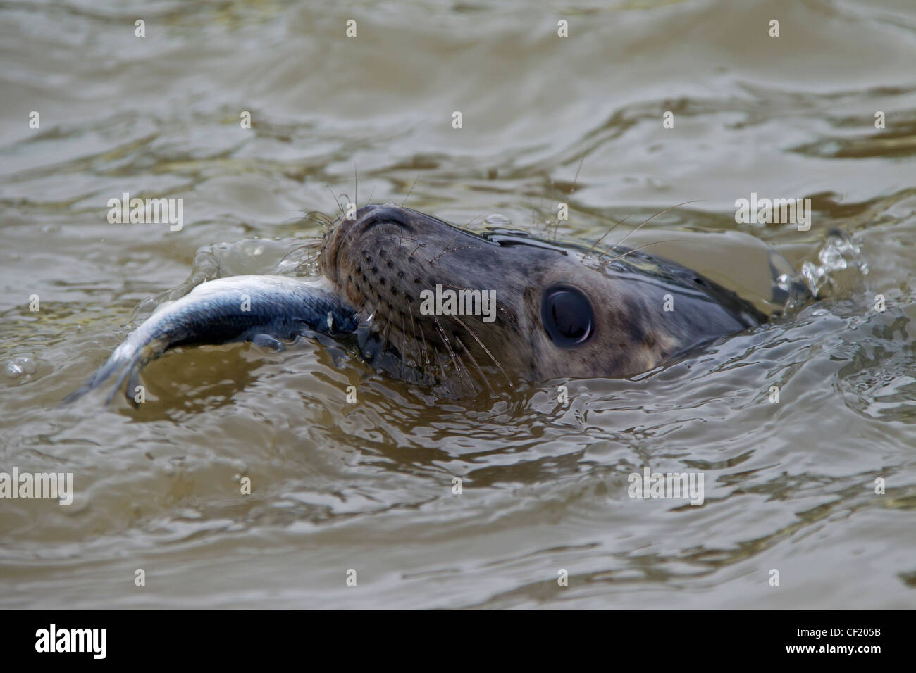 Grey seal eating hi-res stock photography and images - Alamy