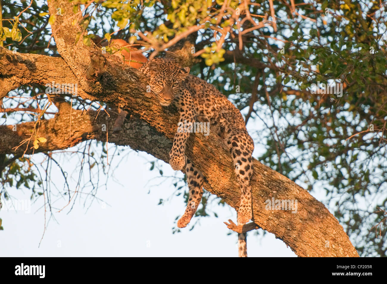 Masai leopard hi-res stock photography and images - Alamy