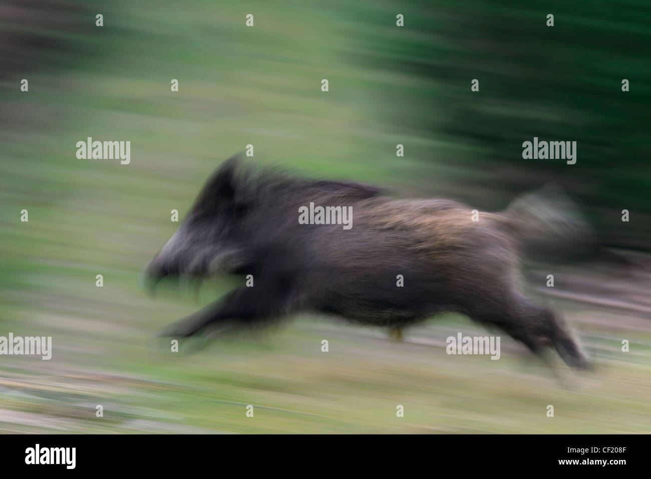 Wild boar (Sus scrofa) running away fast in forest, Germany Stock Photo ...