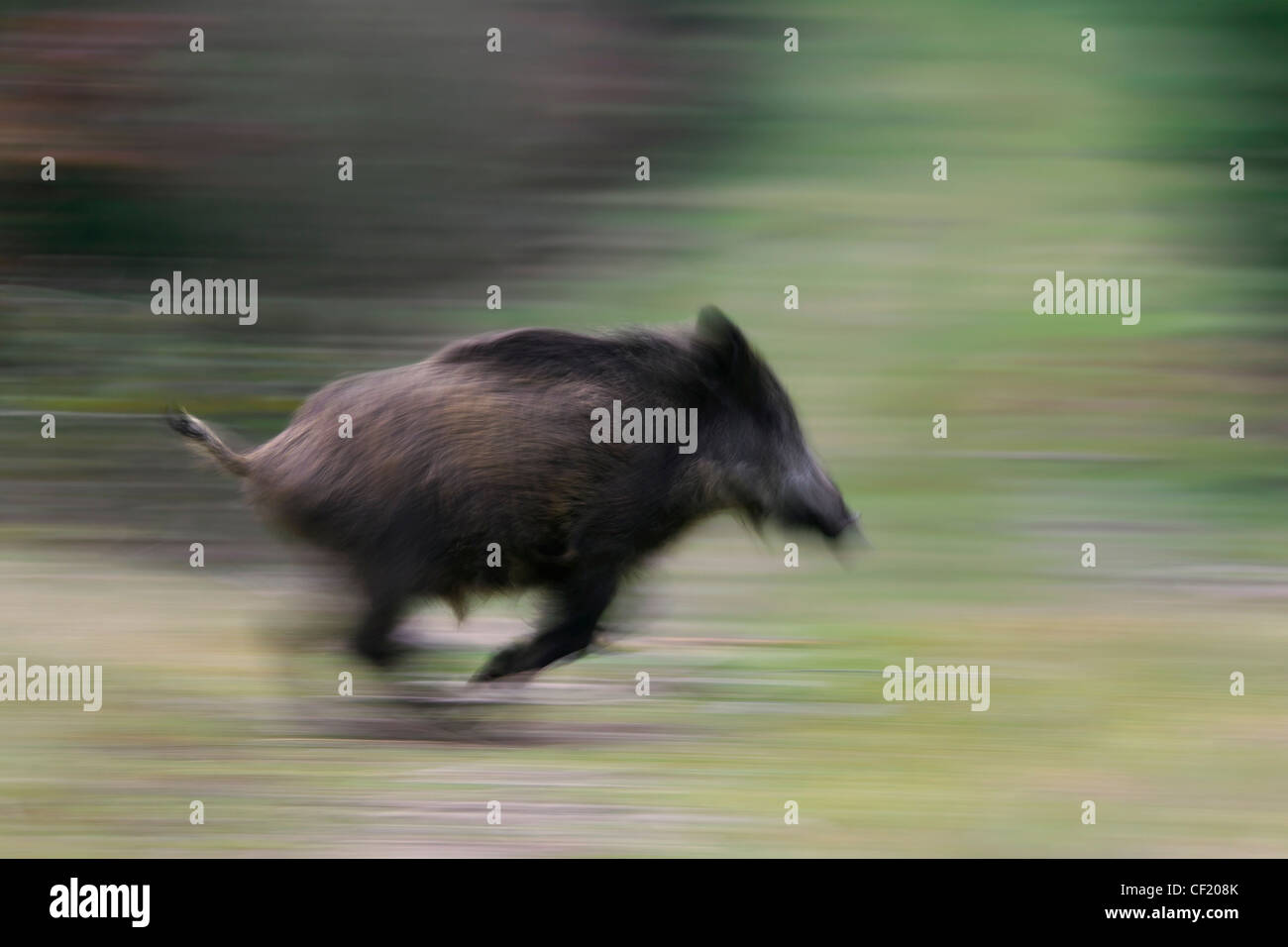 Wild boar (Sus scrofa) running away fast in forest, Germany Stock Photo ...