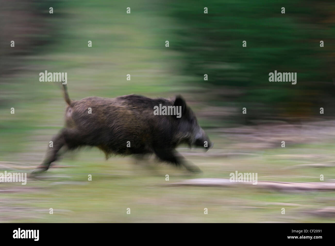 Juvenile wild boar running hi-res stock photography and images - Alamy