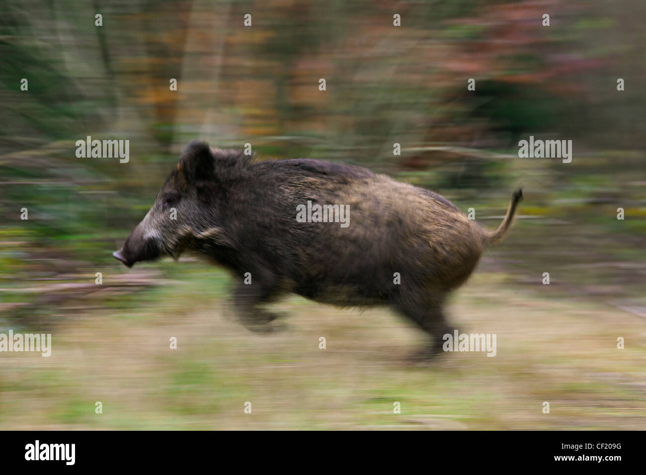 Wild boar (Sus scrofa) running away fast in forest, Germany Stock Photo ...