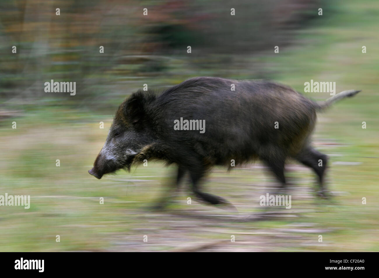 Juvenile wild boar running hi-res stock photography and images - Alamy