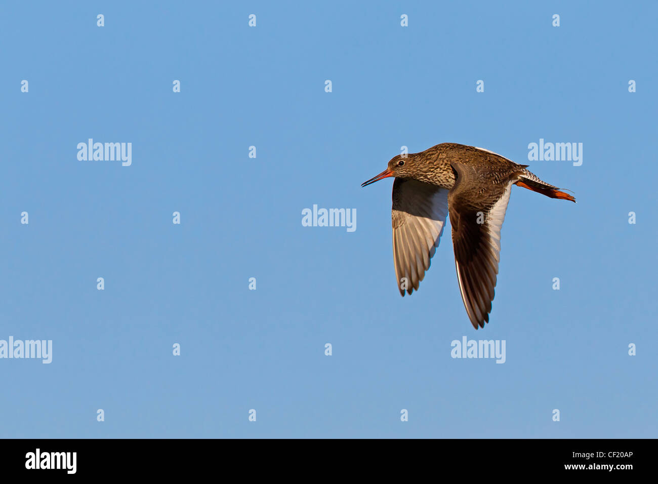 Common Redshank (Tringa totanus) in flight Stock Photo - Alamy