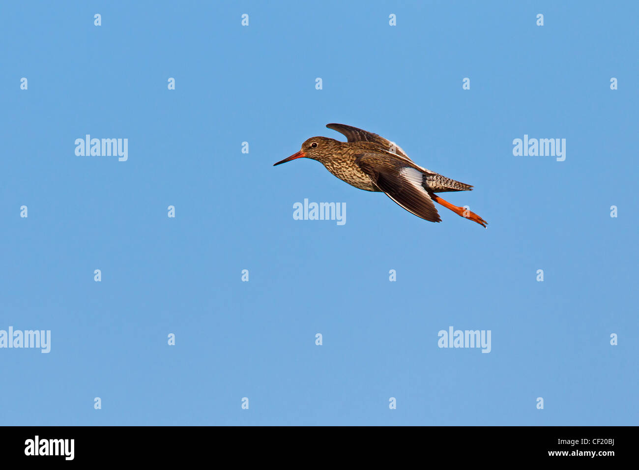 Common Redshank (Tringa totanus) in flight Stock Photo - Alamy