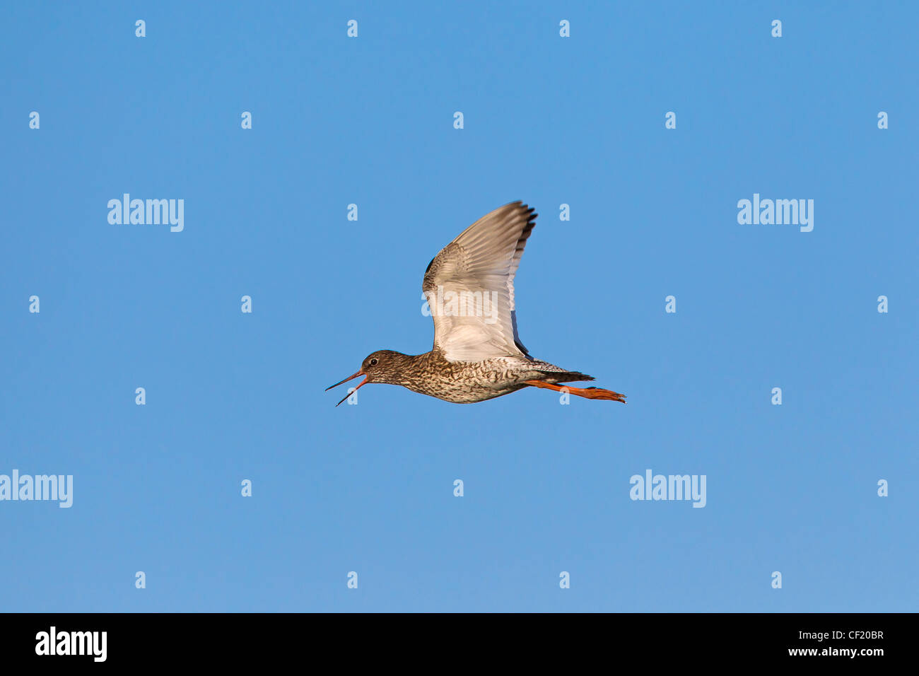 Common redshank calling in flight hi-res stock photography and images ...